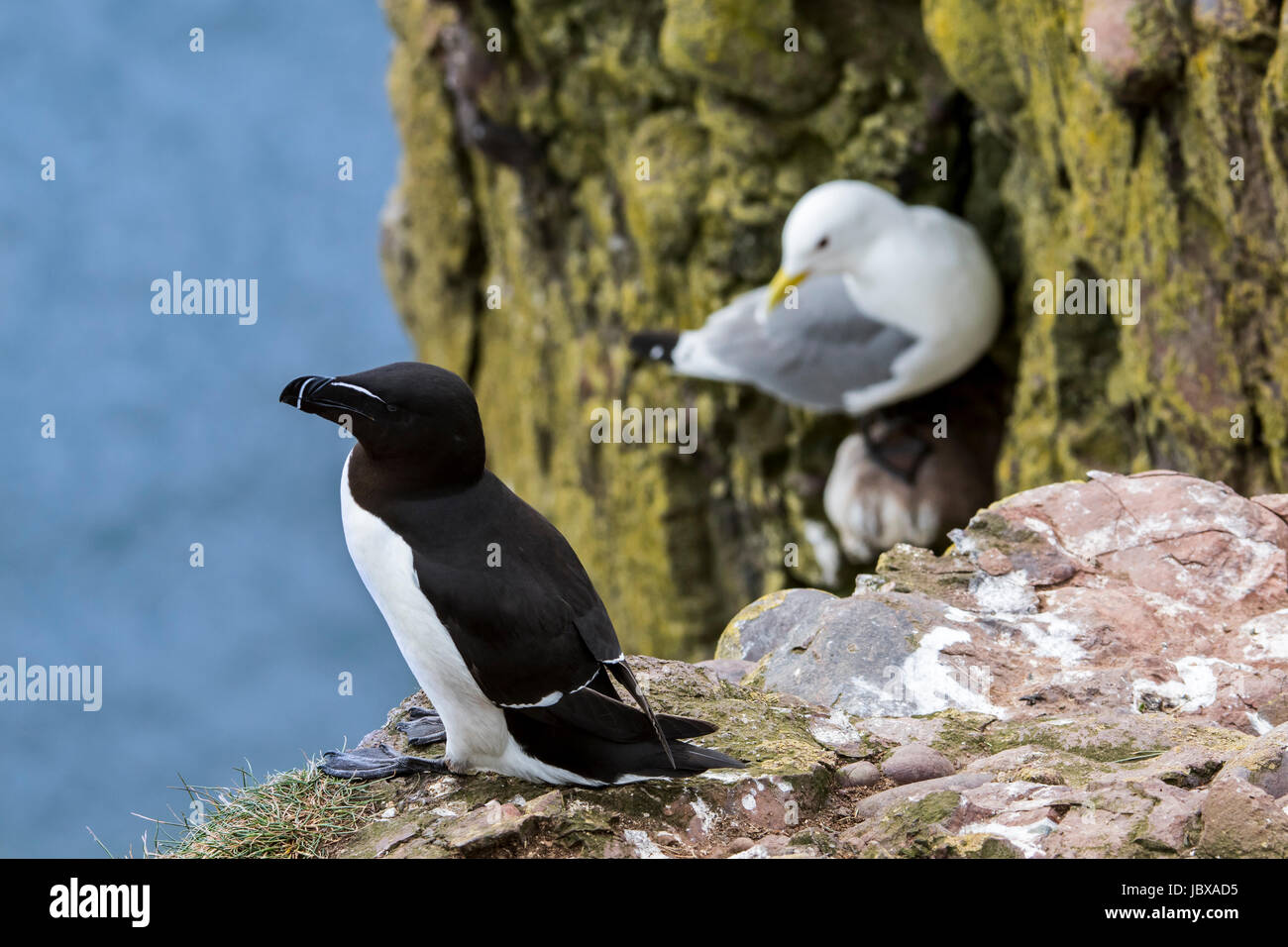 Razorbill (Alca torda) and kittiwake (Rissa tridactyla) nesting on rock ...