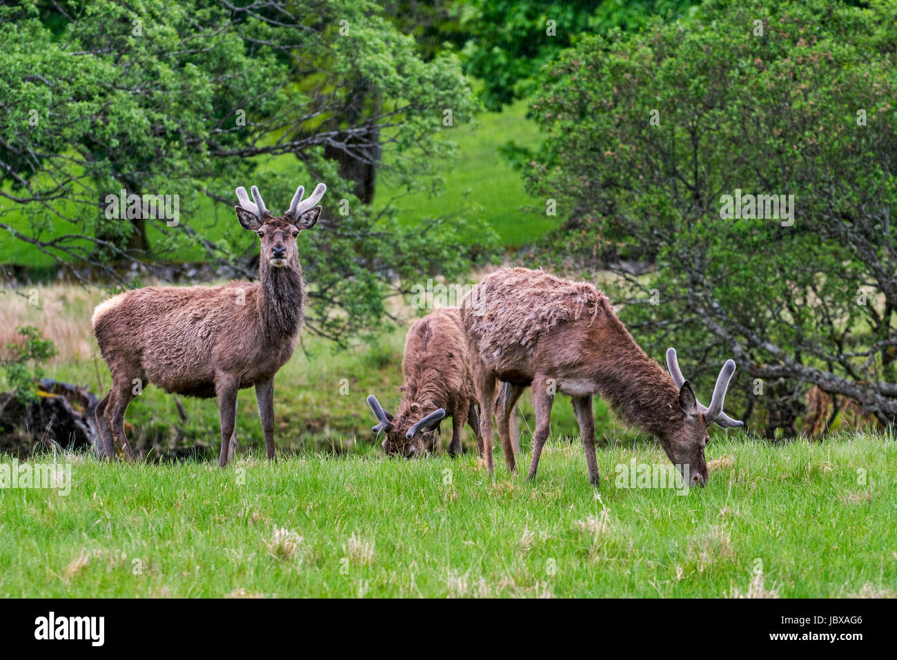 Scottish stags hi-res stock photography and images - Alamy
