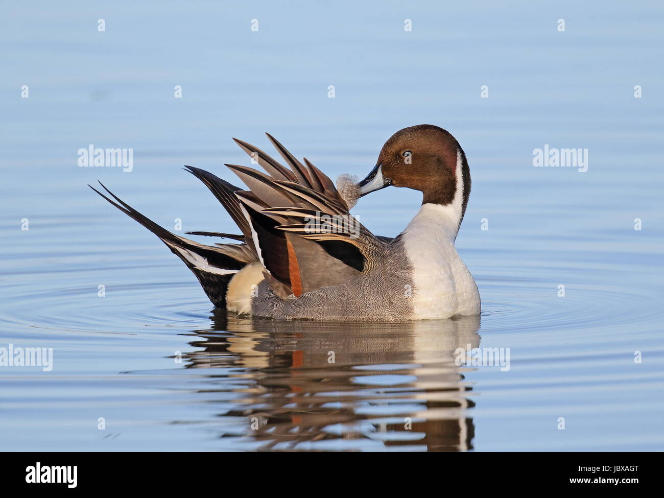 Drake Pintail preening Stock Photo - Alamy