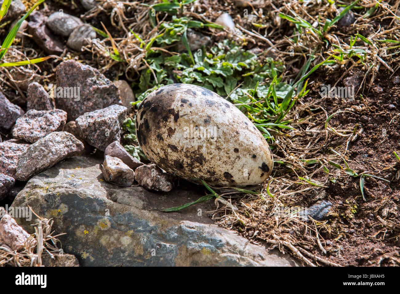 Cliff fowlsheugh seabird egg razorbill hi-res stock photography and ...