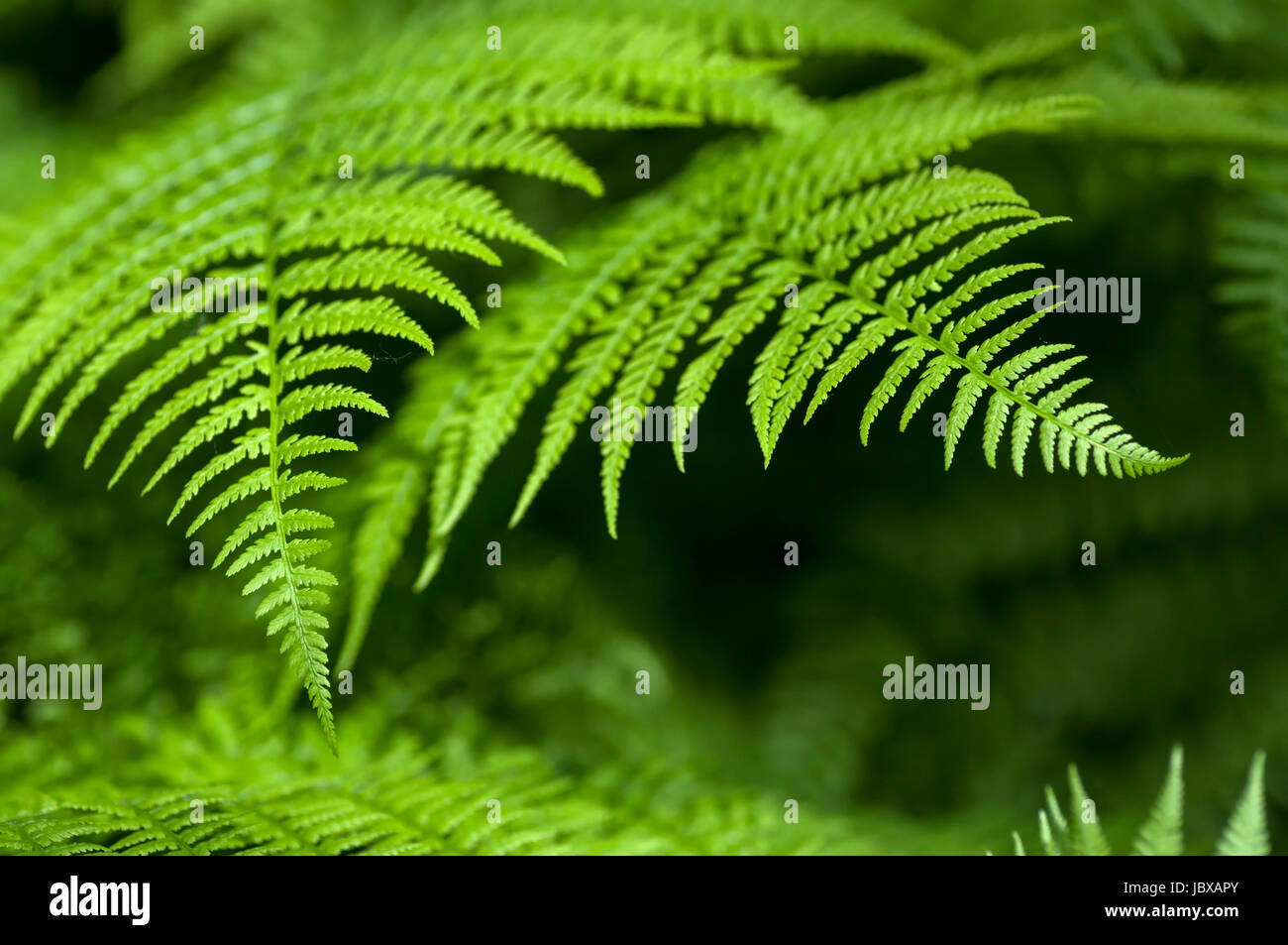The summer fern Stock Photo - Alamy