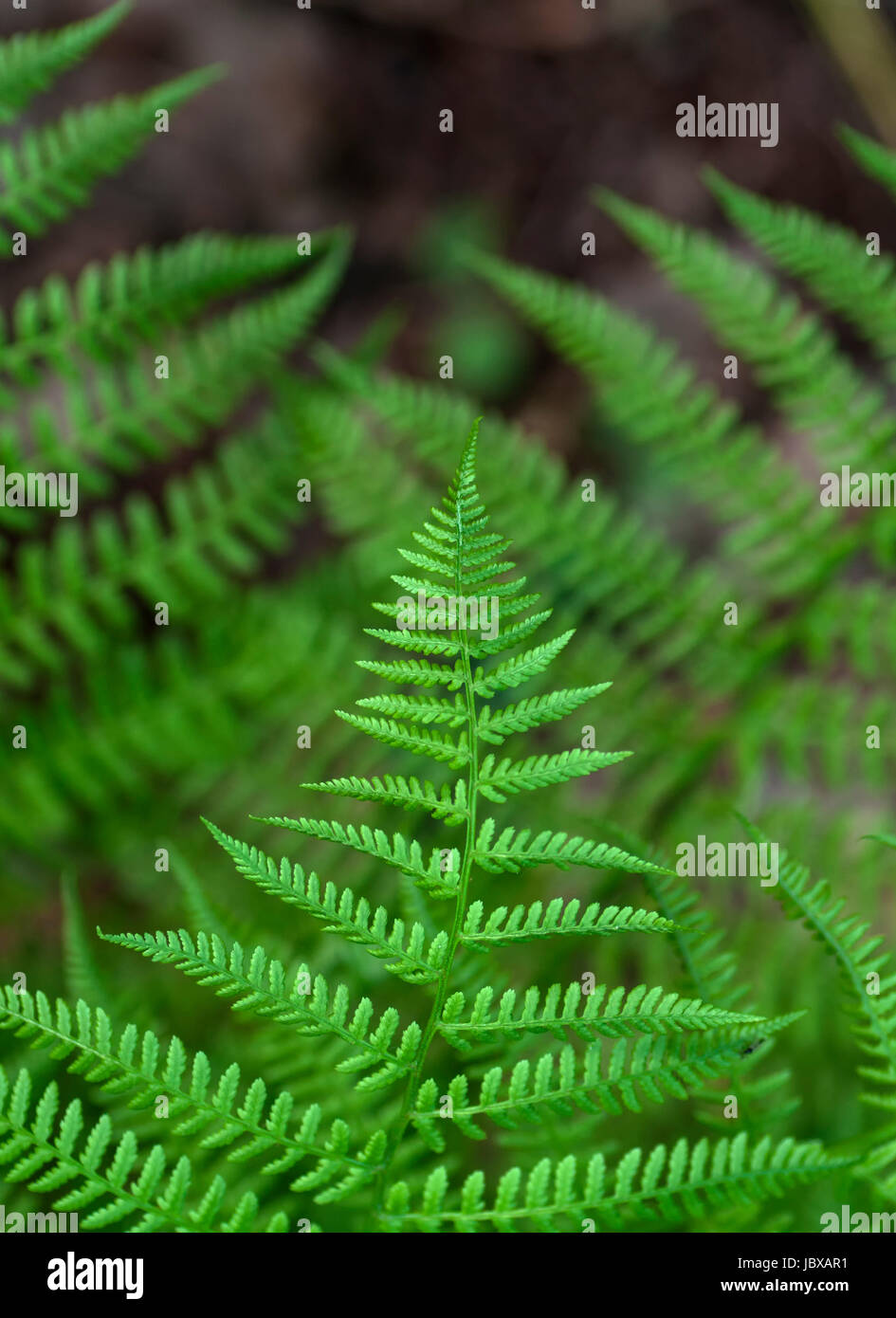 Structure Of Fern Leaf High Resolution Stock Photography and Images - Alamy