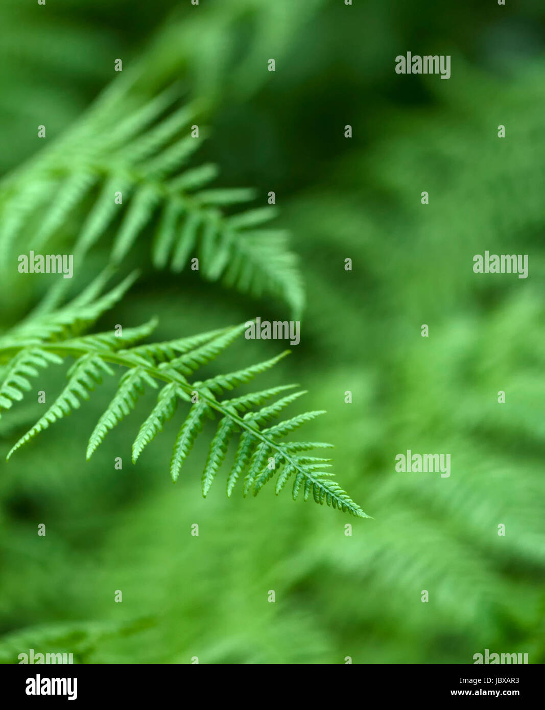 The summer fern Stock Photo - Alamy