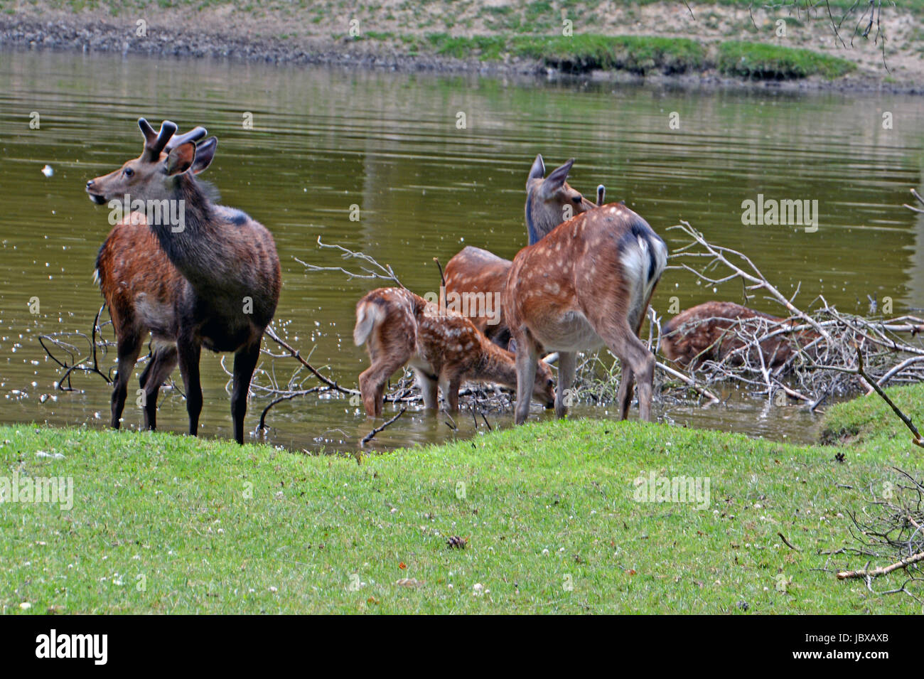 Red stag deer skin hi-res stock photography and images - Alamy