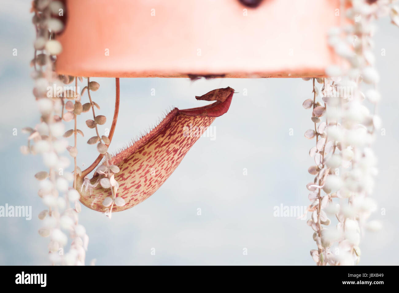 Single tropical pitcher plant, Nepenthe Stock Photo - Alamy