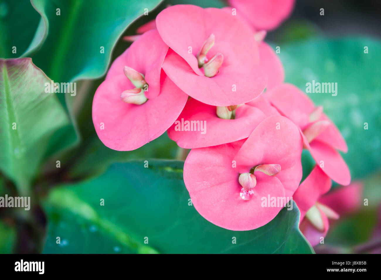Closeup pink Poi Sian flowers with drew drop Stock Photo - Alamy