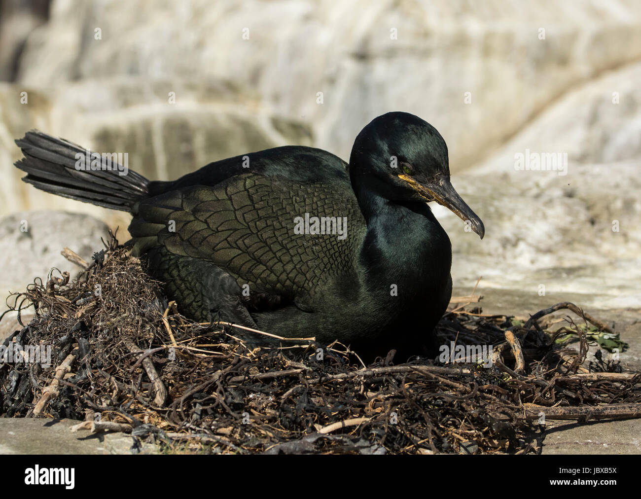 Shag on nest Stock Photo - Alamy