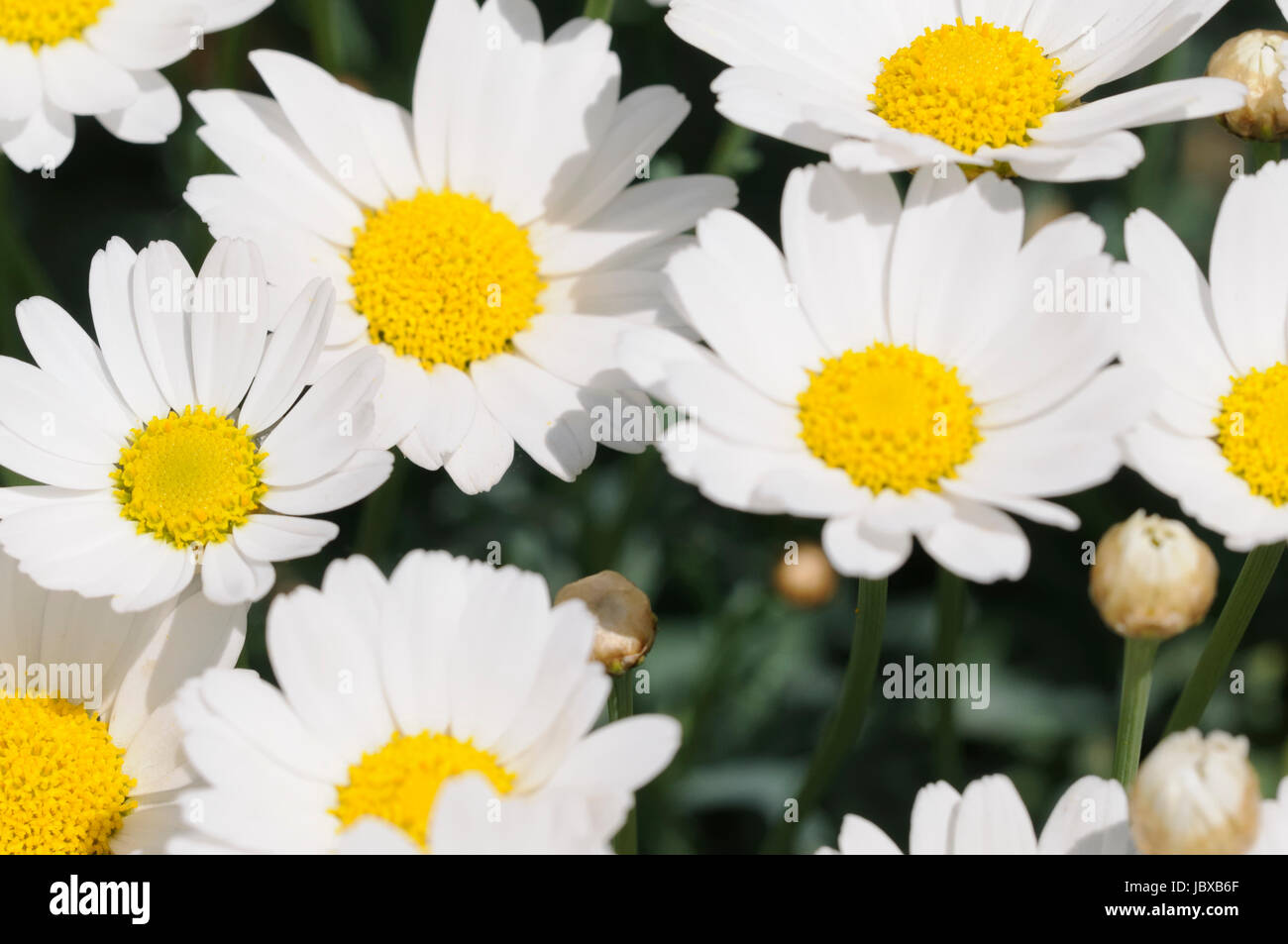 Marga park hi-res stock photography and images - Alamy