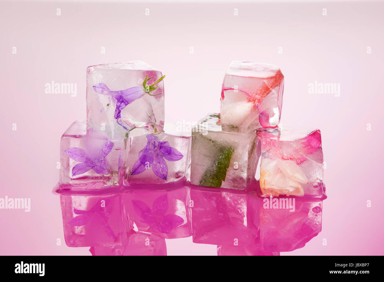 Beautiful flowers frozen in ice cubes. Fresh summer and spring concept ...