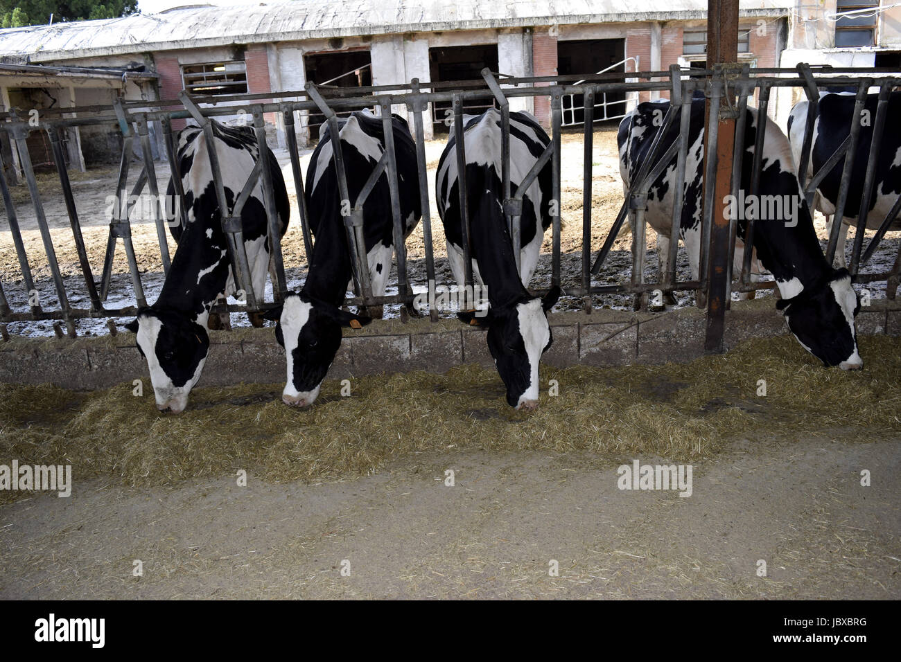 some cows in a barn with the manger Stock Photo - Alamy