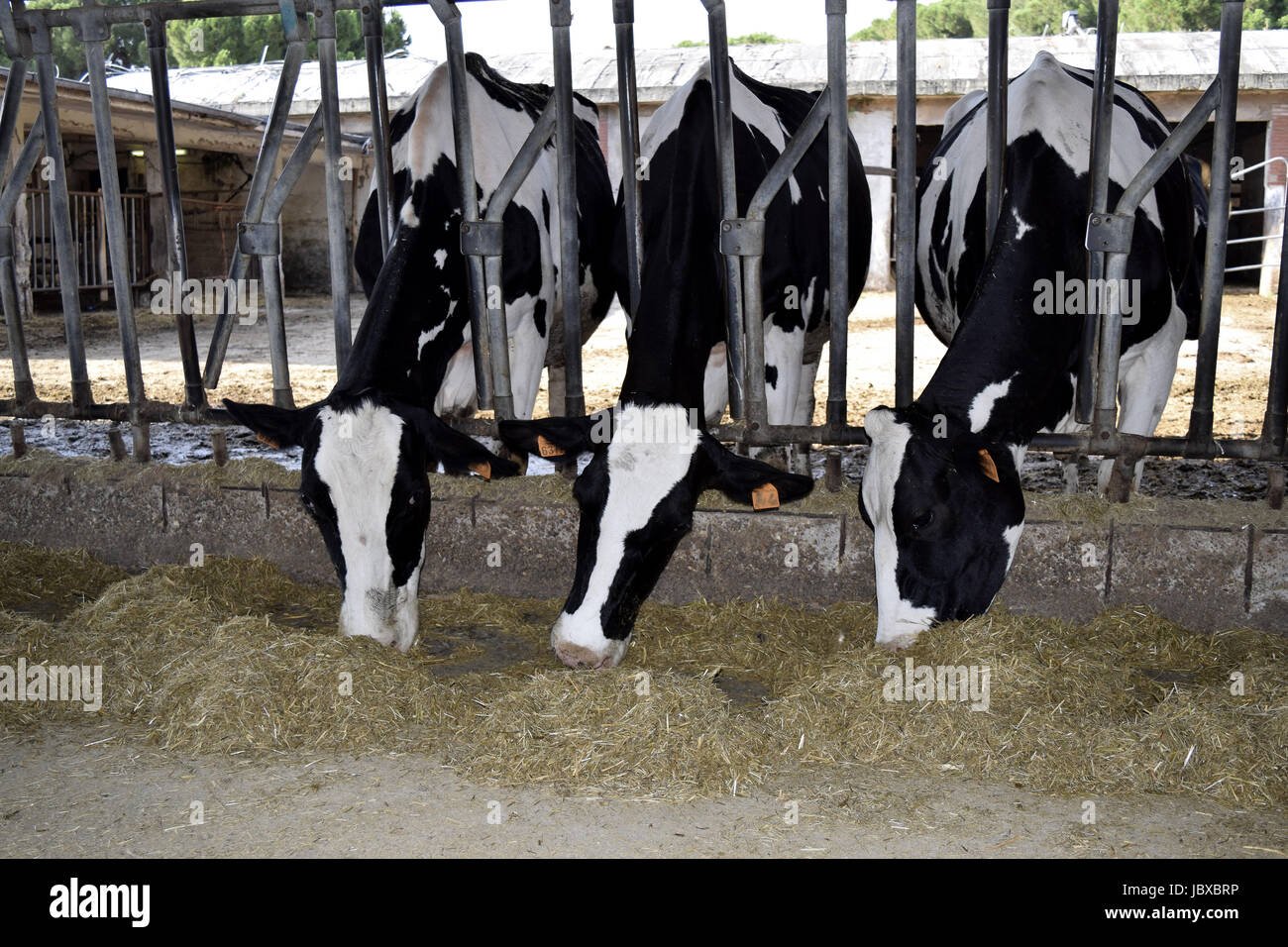 Cows in barn manger hi-res stock photography and images - Alamy