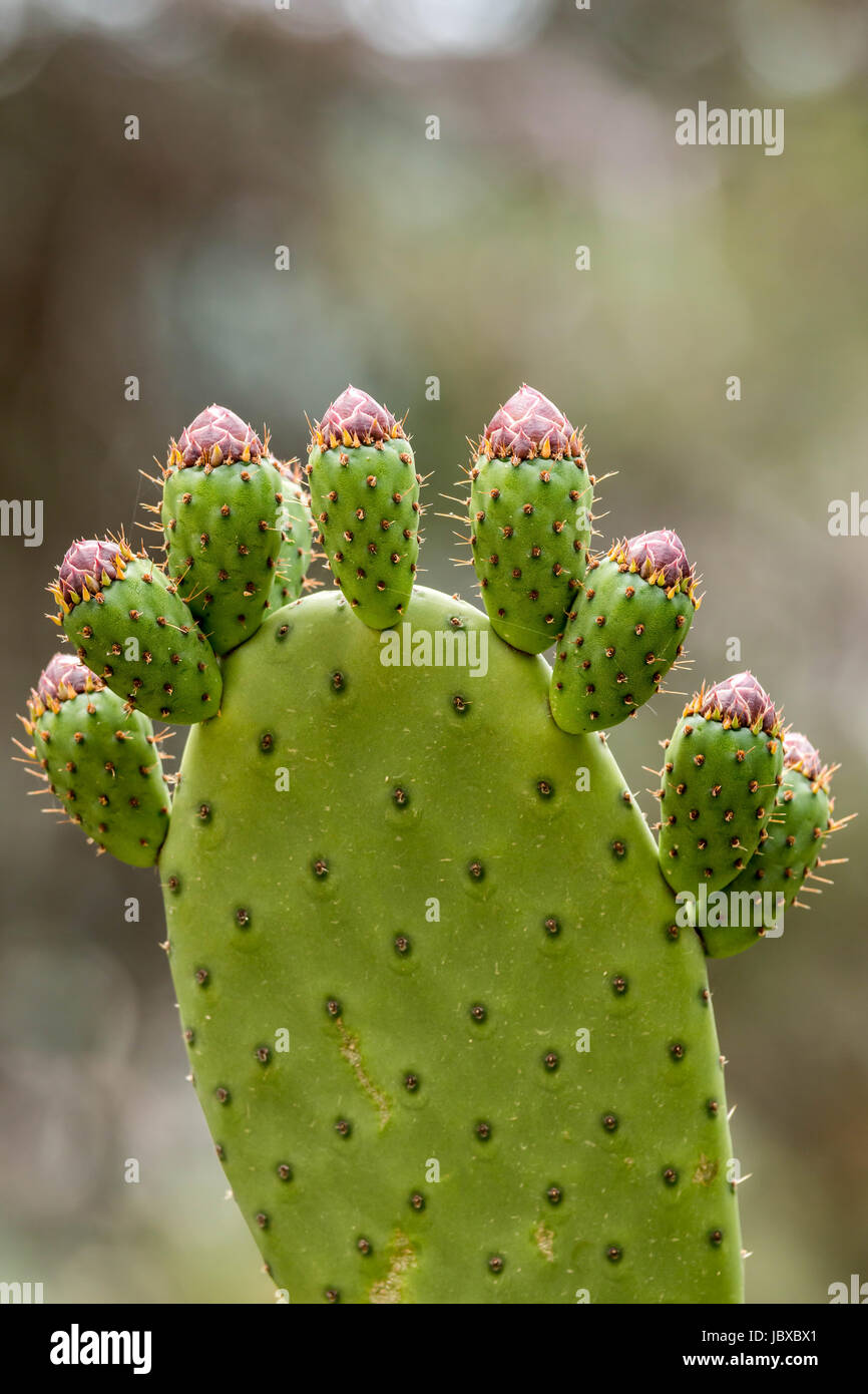 Ripe Prickly pair cactus and fruit Stock Photo - Alamy