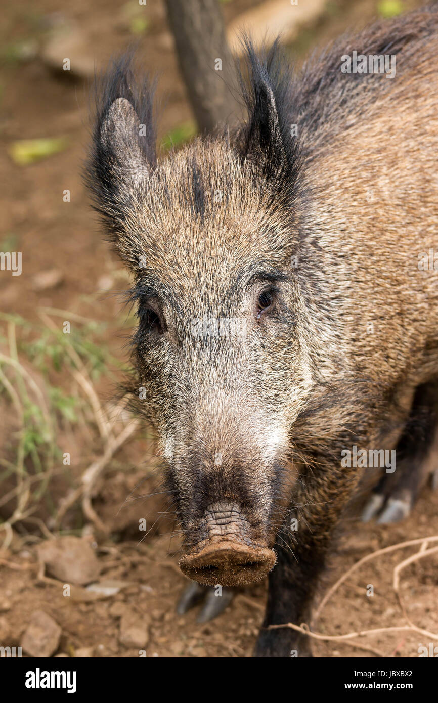 Young wild boar eat acorns under the oaks Stock Photo - Alamy