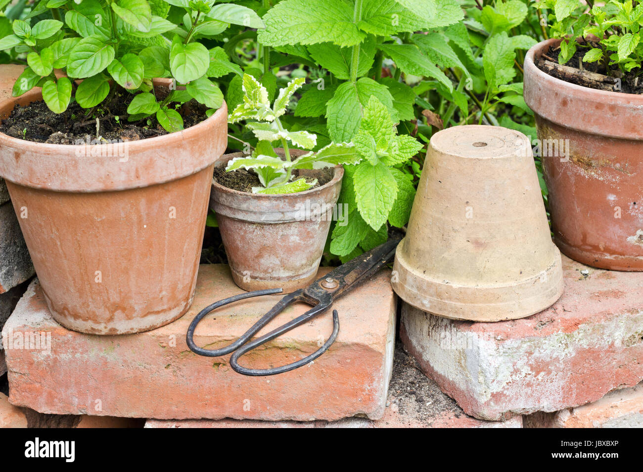 Peppermint pot garden hi-res stock photography and images - Alamy