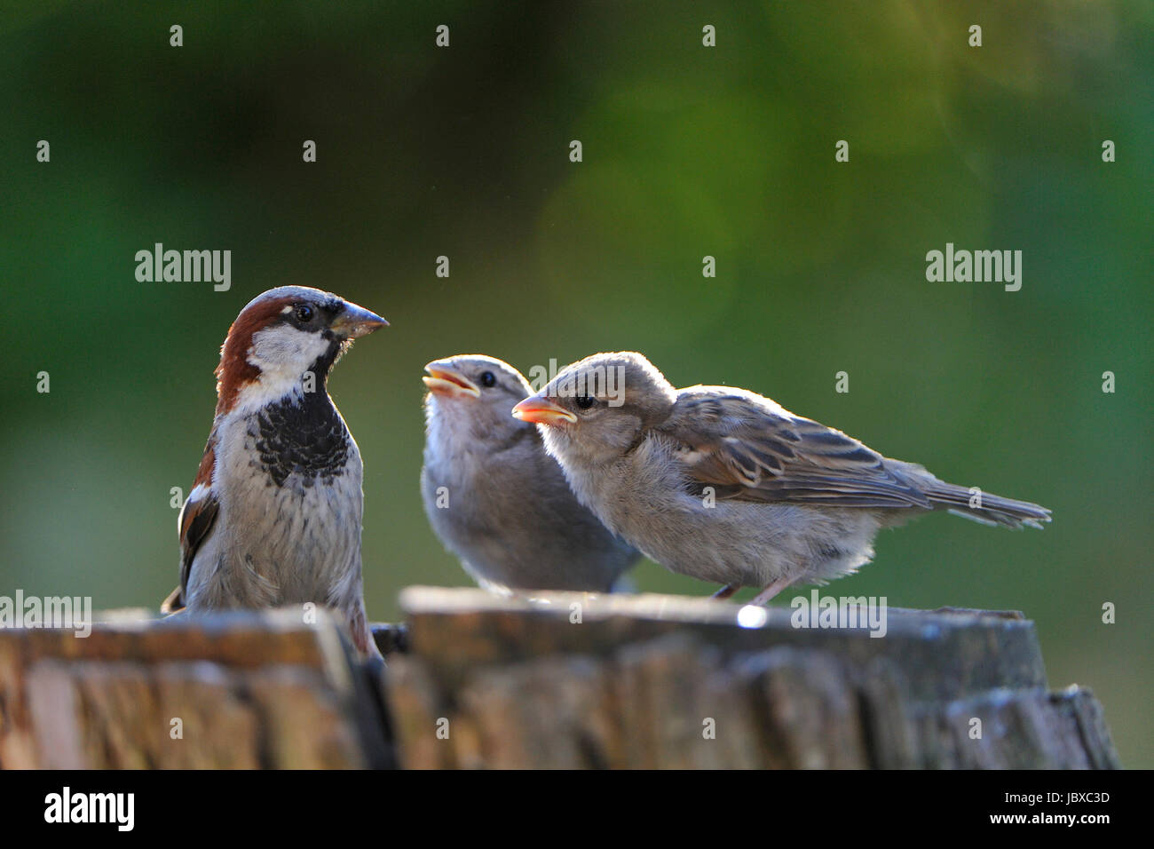 Sparrow family hi-res stock photography and images - Alamy