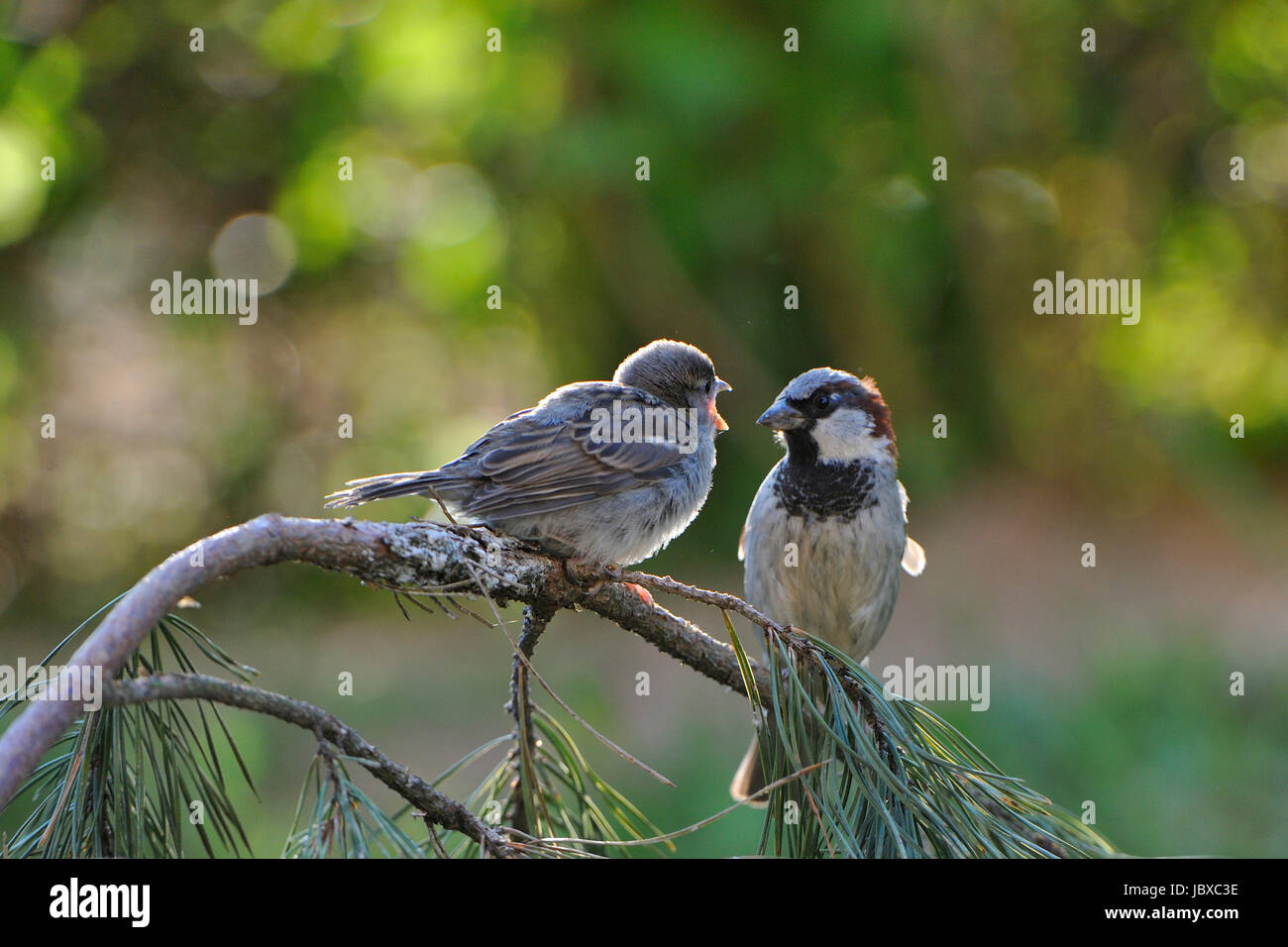 House sparrow bird sparrow family hi-res stock photography and images ...