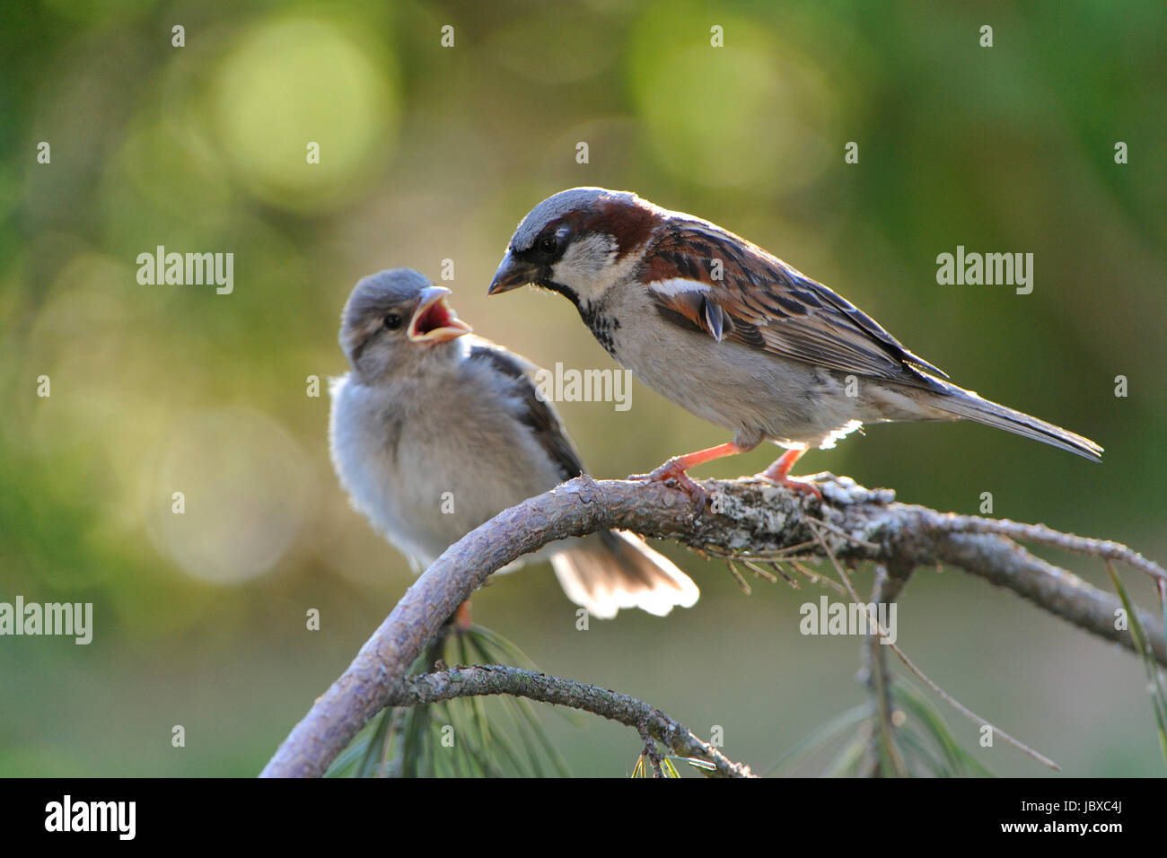 House sparrow bird sparrow family hi-res stock photography and images ...