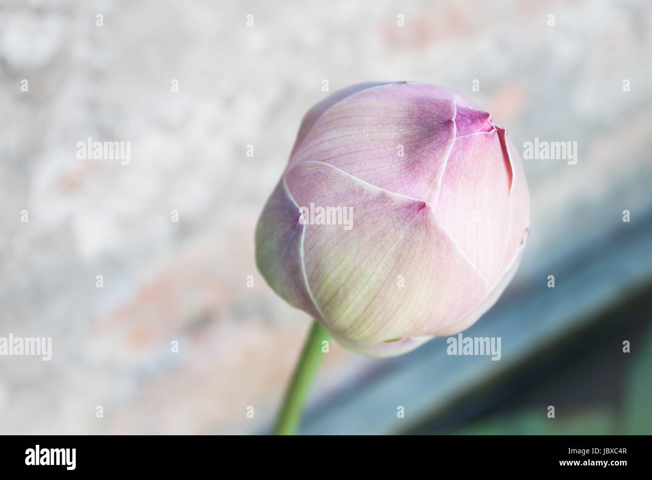Close up pink lilly water bud with vintage background Stock Photo - Alamy