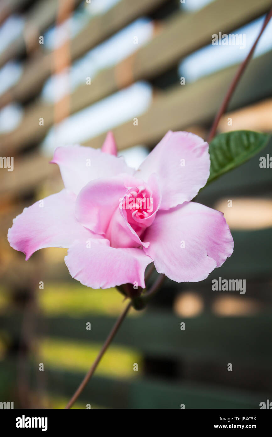 Close up pink rose dipladenia in home garden Stock Photo - Alamy