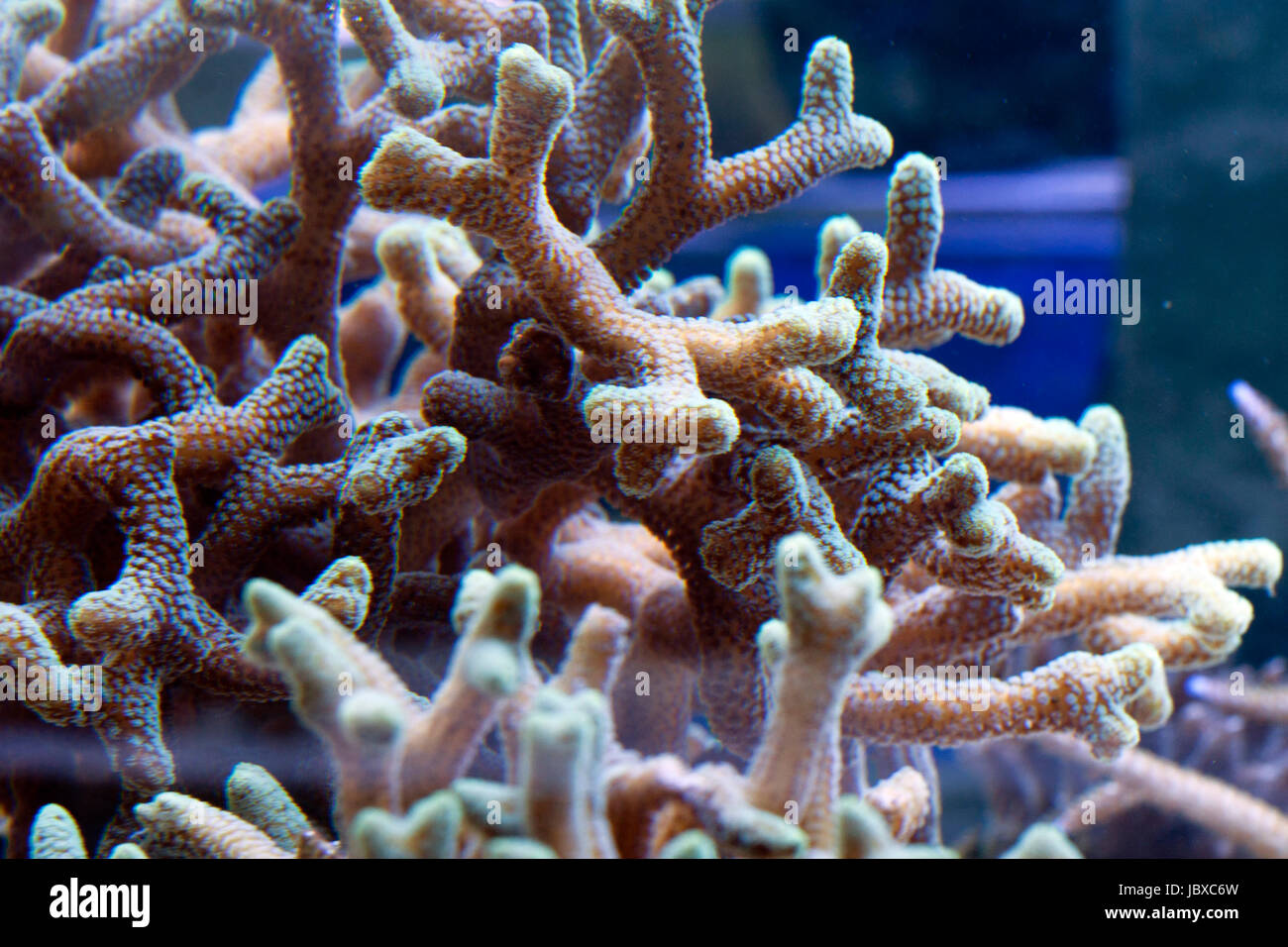 Hard coral colonies in aquarium Stock Photo - Alamy