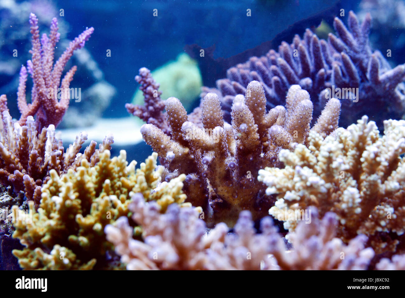 coral scene in reef aquarium Stock Photo - Alamy