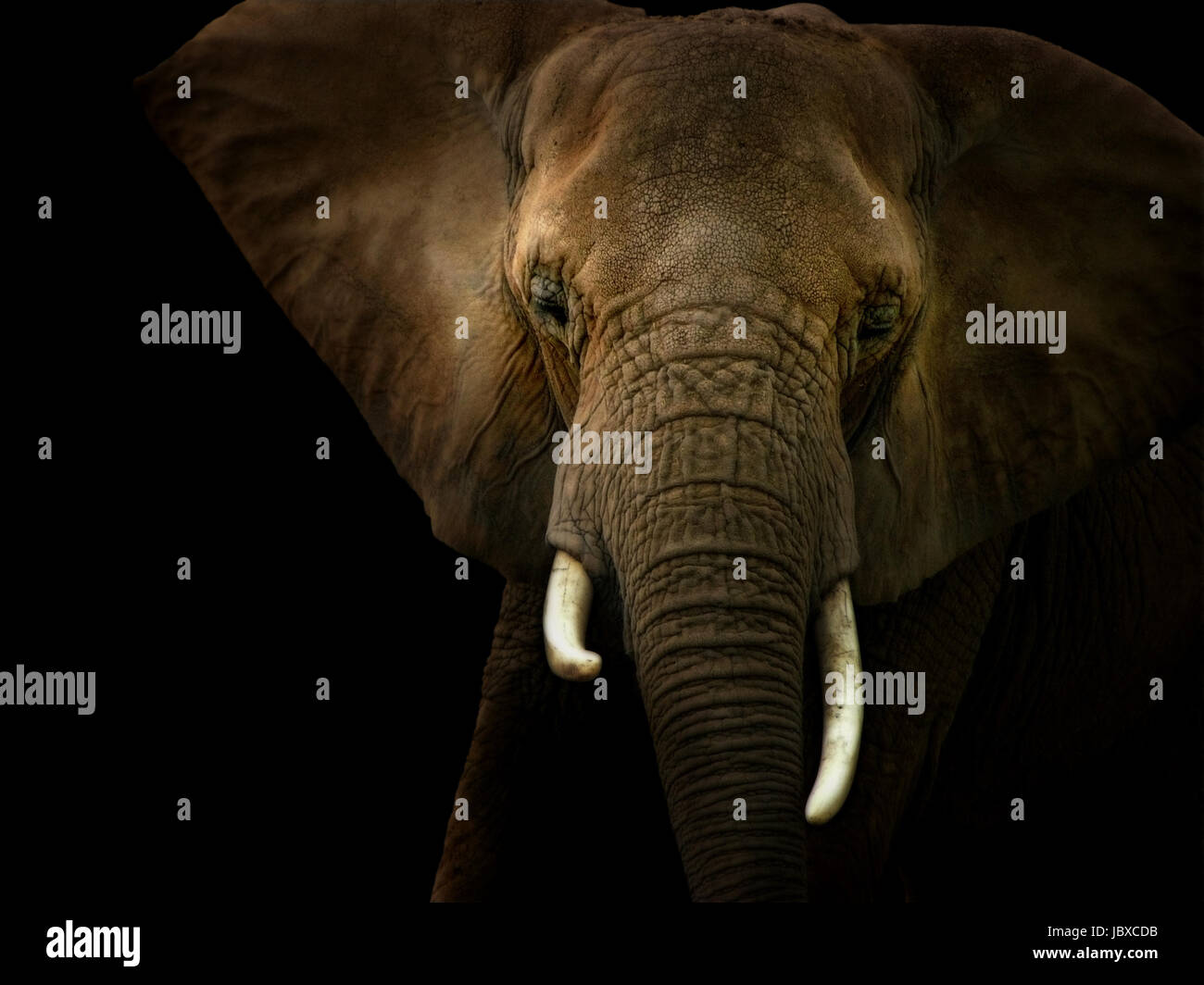 Photo illustration of a front facing African elephant spot lighted ...