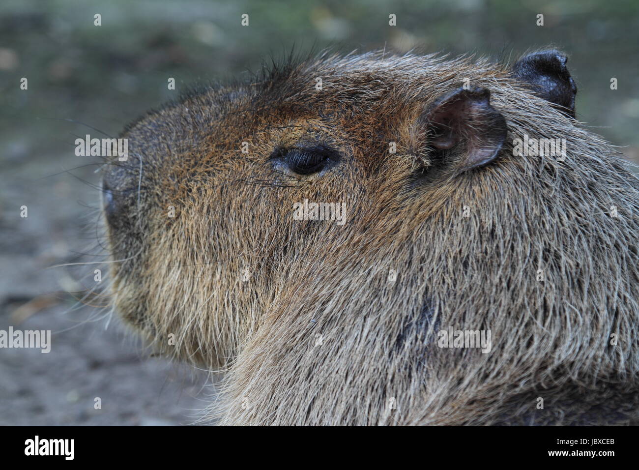 Wasserschwein hi-res stock photography and images - Alamy