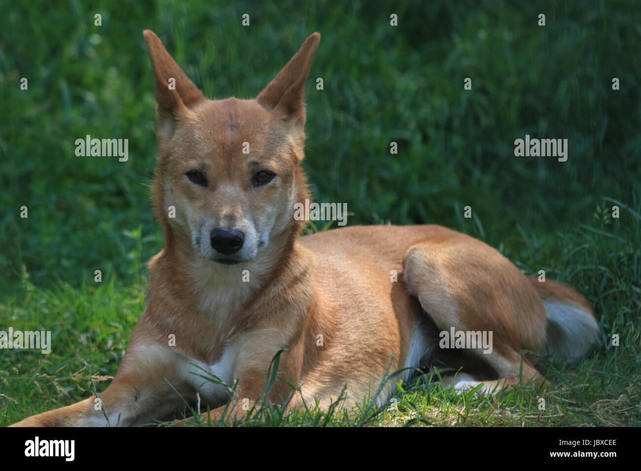 Australischer dingo hi-res stock photography and images - Alamy
