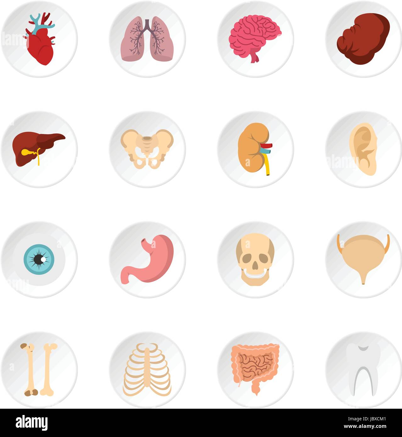 Pelvis internal organs Cut Out Stock Images & Pictures - Alamy