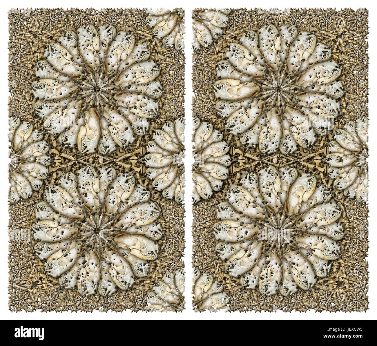 Small mammal skull Cut Out Stock Images & Pictures - Alamy