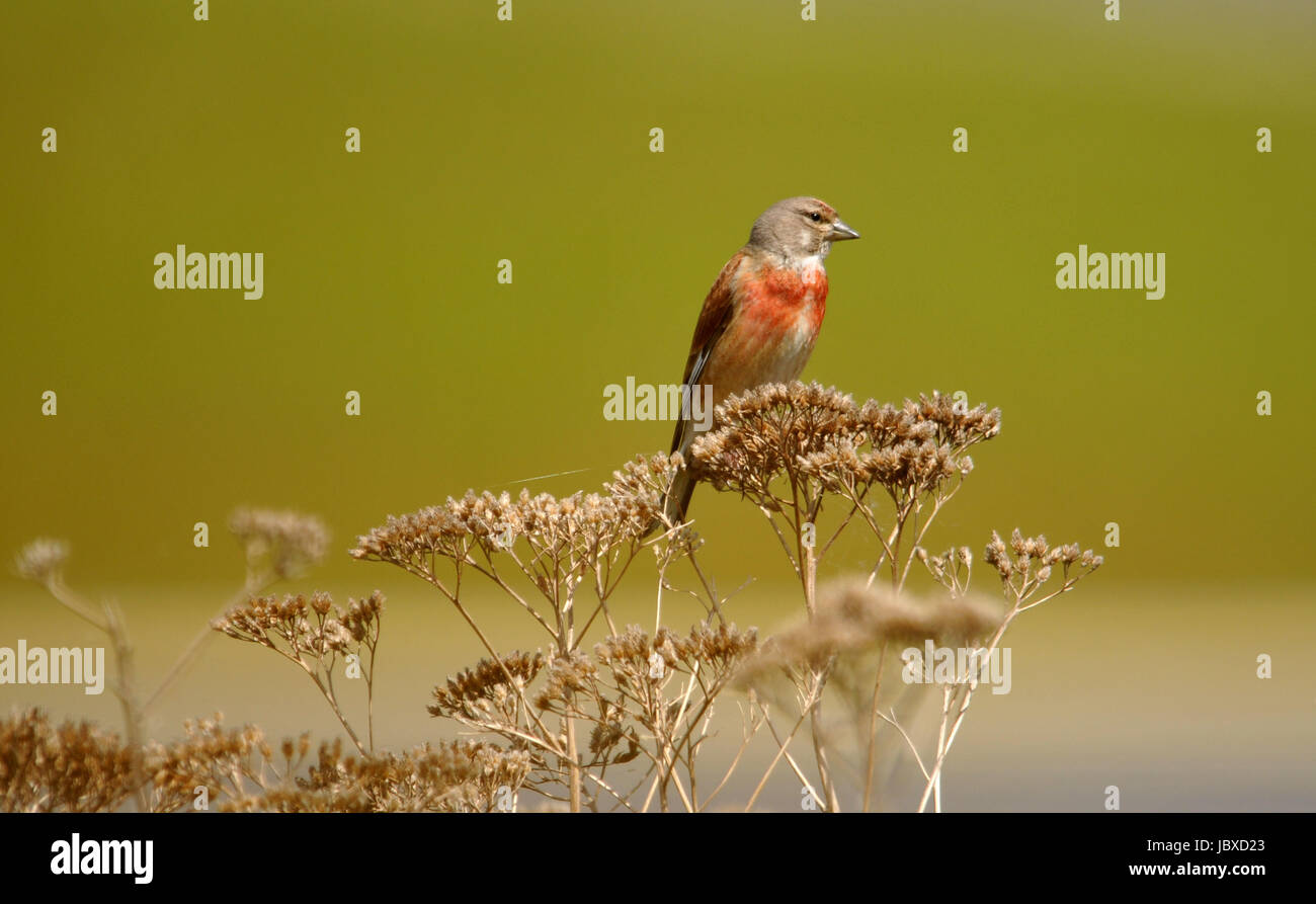 Bluthanfling mannchen hi-res stock photography and images - Alamy