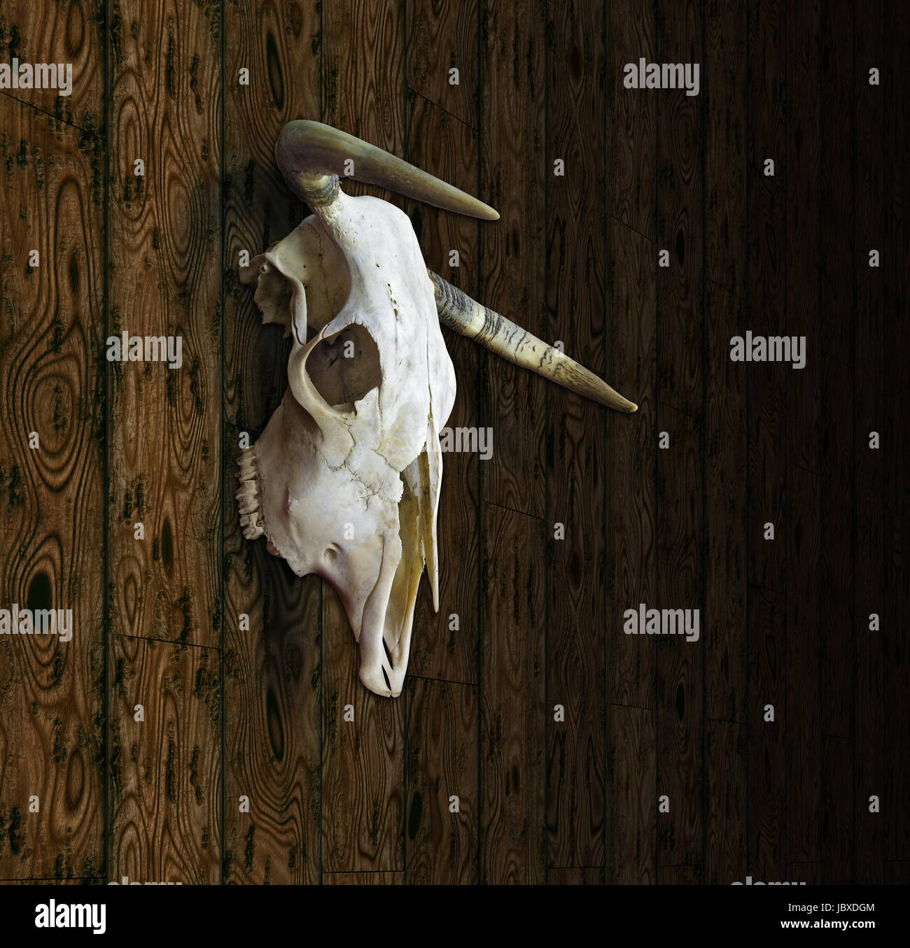 Bull skull hi-res stock photography and images - Alamy