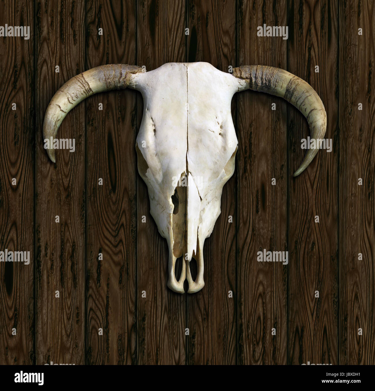 Skull cow hi-res stock photography and images - Alamy
