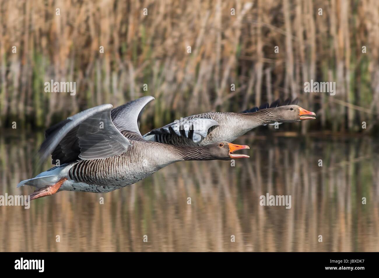 Fliegende gans hi-res stock photography and images - Alamy