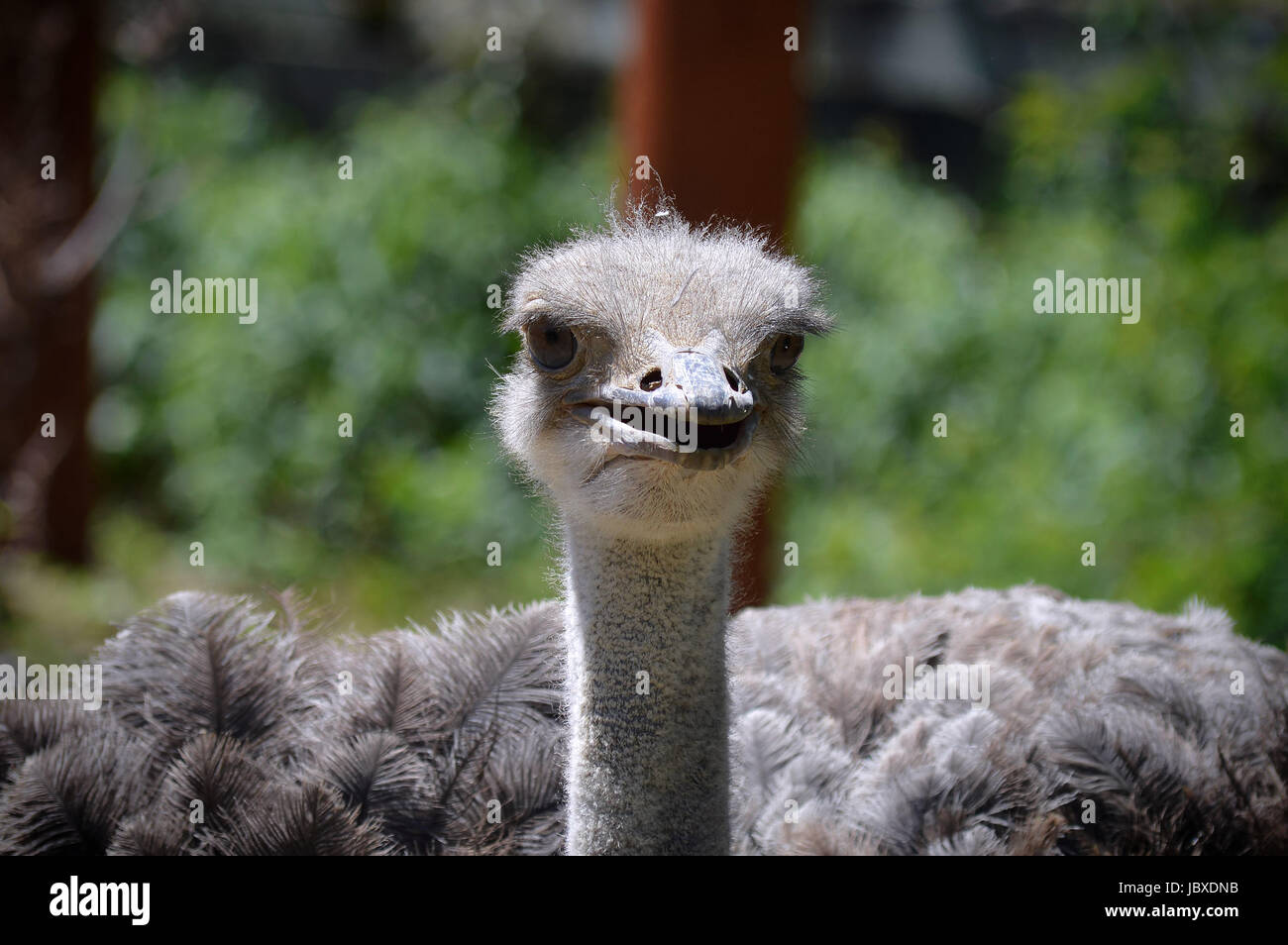Ostrich eyes hi-res stock photography and images - Alamy