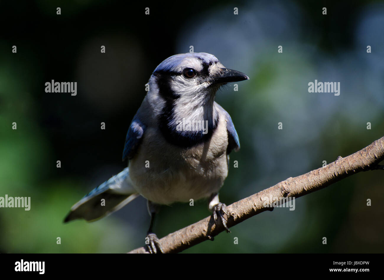 Blue Jay Profile Stock Photo - Alamy