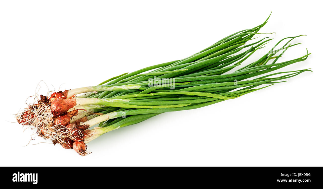 Young bulb grass hi-res stock photography and images - Alamy