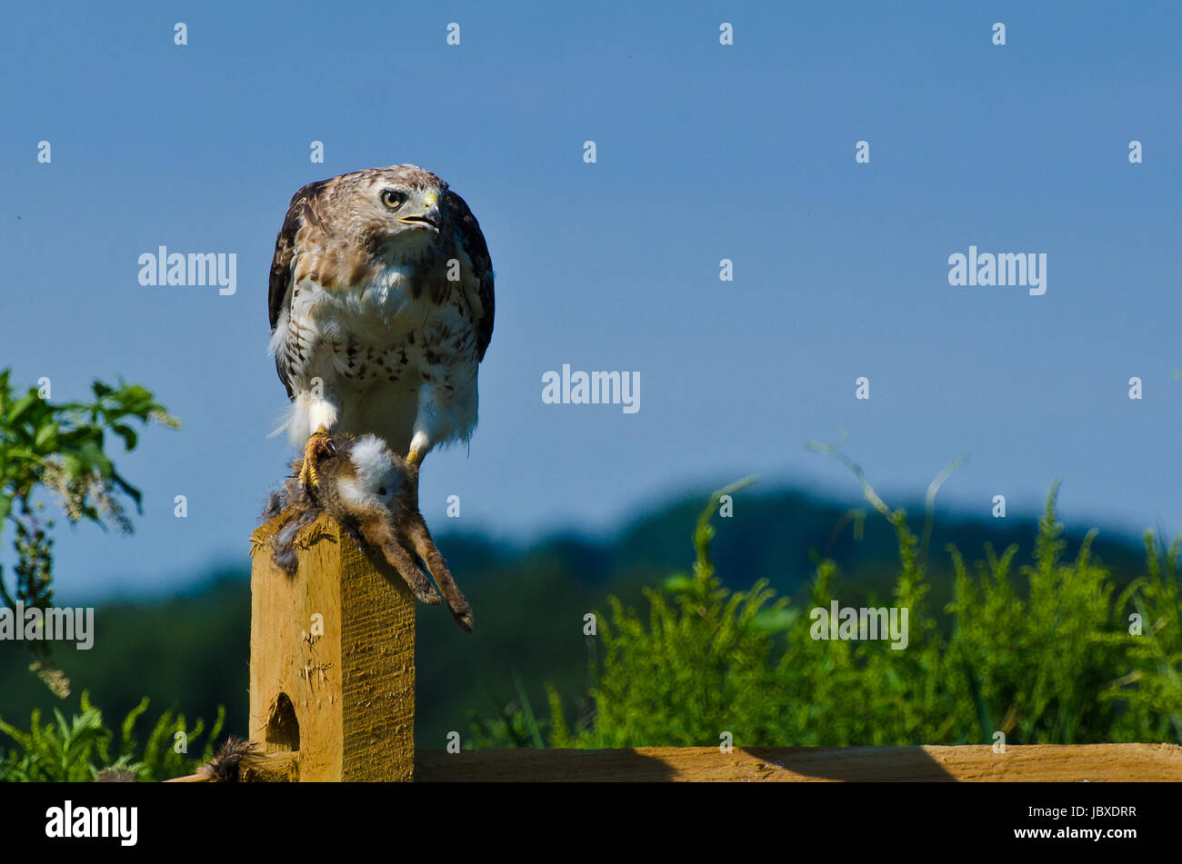 Red-Tailed Hawk With Captured Prey Stock Photo - Alamy