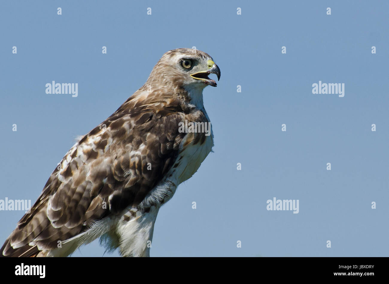 Red-Tailed Hawk Profile Stock Photo - Alamy