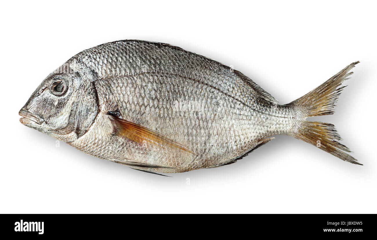 Animal dorado hi-res stock photography and images - Alamy