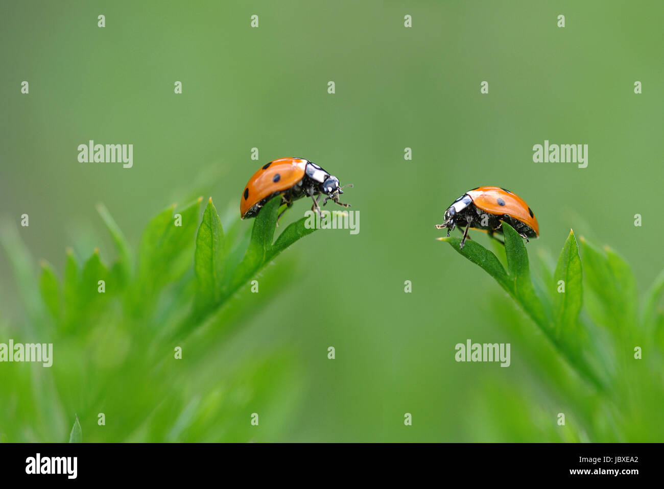 Native ladybug hi-res stock photography and images - Alamy