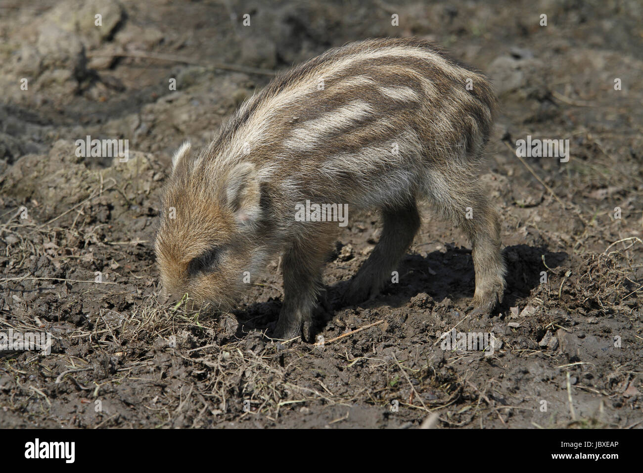 Wildschwein ferkel hi-res stock photography and images - Alamy