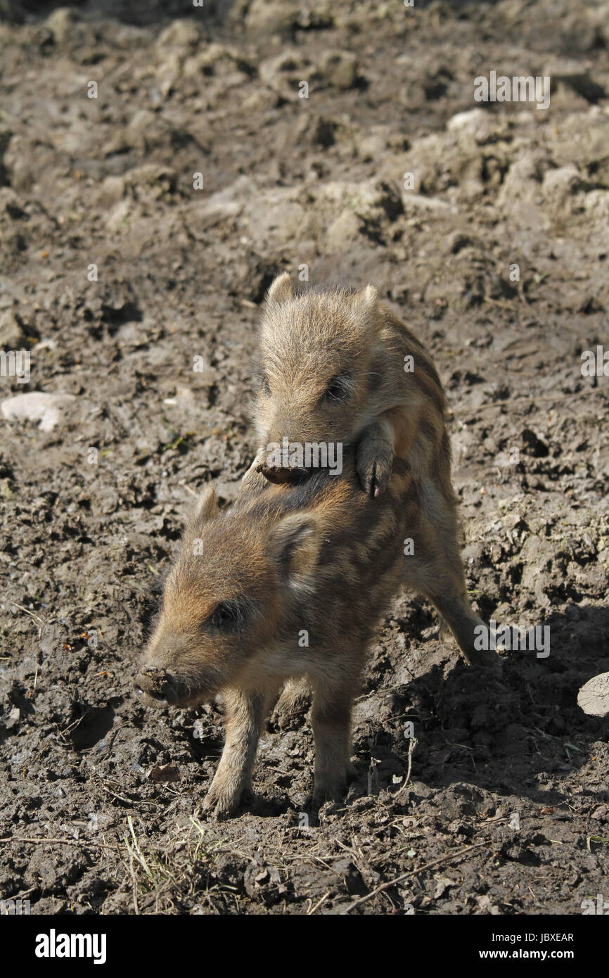 Wildschwein wildschwein ferkel hi-res stock photography and images - Alamy