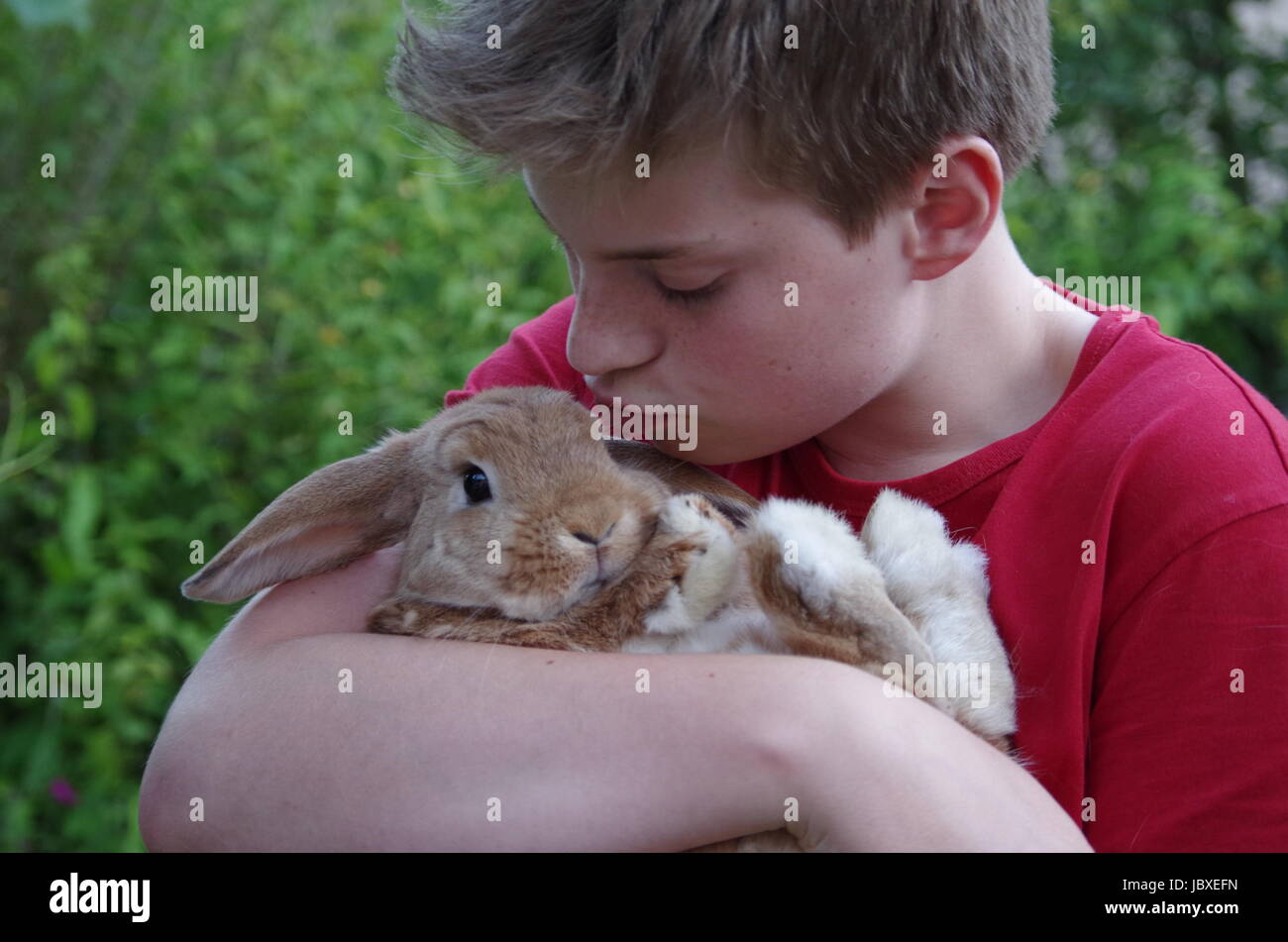 boy with rabbit Stock Photo - Alamy