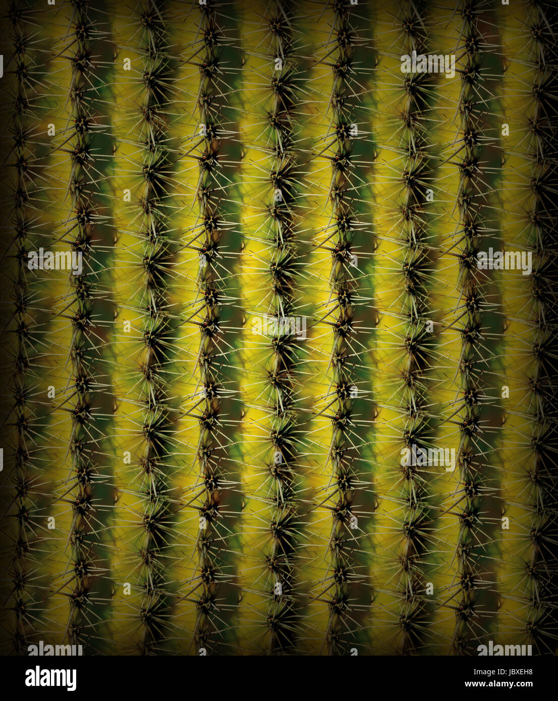 Cross section of the surface of a saguaro cactus Stock Photo - Alamy