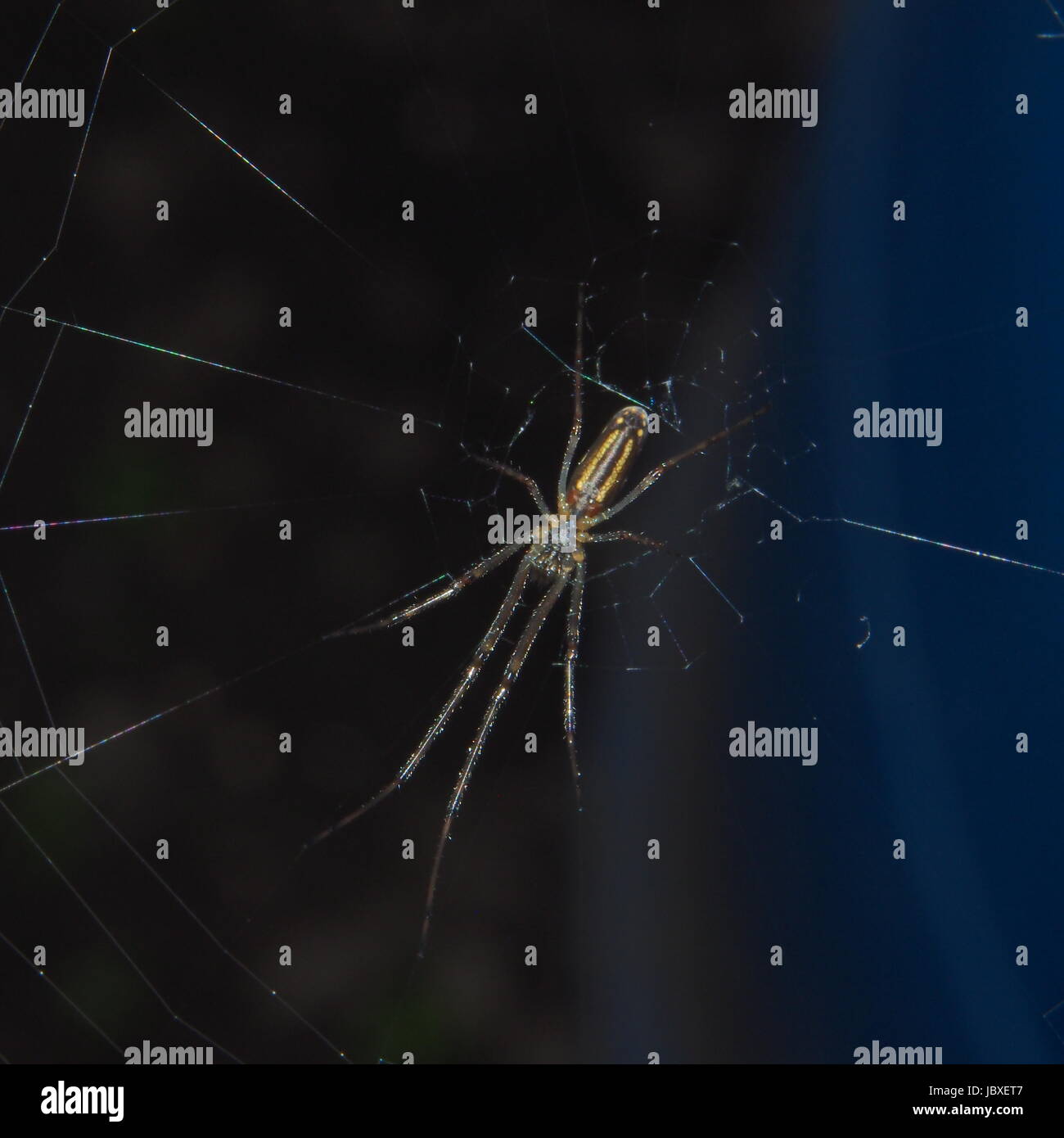 The spider sits on the web. You can see the abdomen and legs of a ...