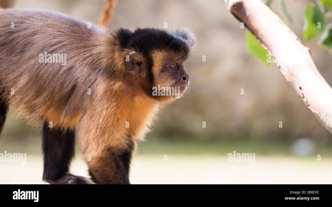 Chimpanzee ears hi-res stock photography and images - Alamy