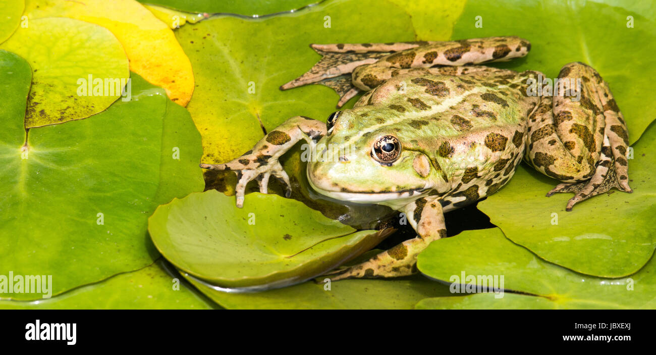 frog on rose leaf Stock Photo - Alamy