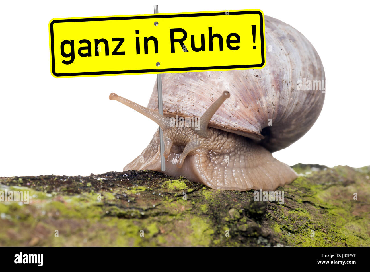 Snail with shield and the german words all in quiet Stock Photo - Alamy