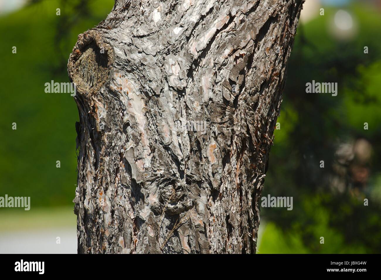 Thick tree trunk close up Stock Photo - Alamy